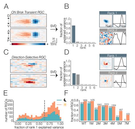 Receptive Field Decomposition A Example Space Time Separable Sta From Download Scientific