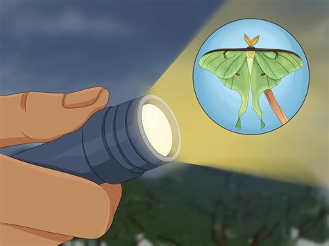 Luna Moth Meaning Moon Phases Luck Dreams And More