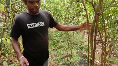 දැන් අමු කුරුදු ගස් කිලෝ 1ක් රු140ත් 150 අතර මිලකට දෙන්න Youtube