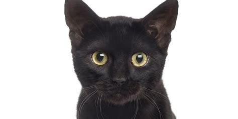 Ece 385 Lab 8 Soc With Usb And Vga Interface In Systemverilog Kttech