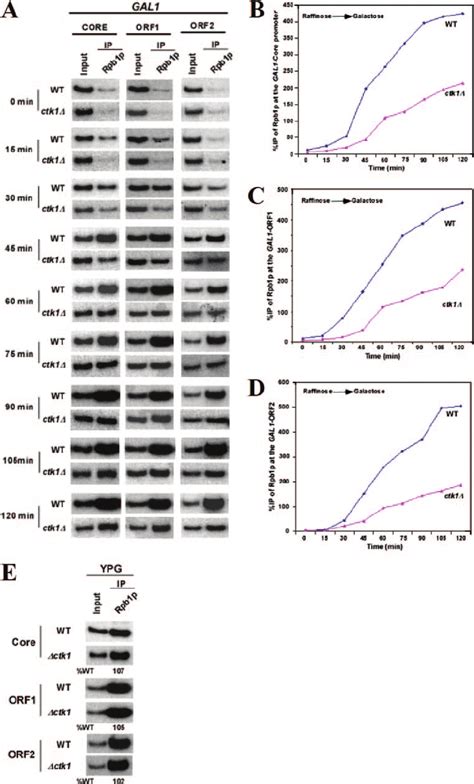 Kinetics Of Pol Ii Recruitment To The Gal1 Gene During Transcriptional
