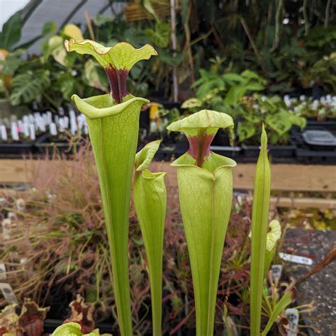 Sarracenia X Leah Wilkerson X X Adrian Slack Carnivero