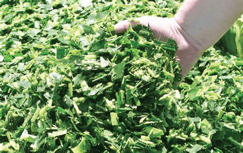 Alfalfa Hay Alfalfa Hay Exporter In Pakistan Saremco International