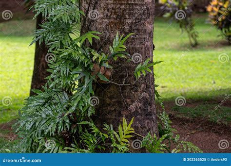 Symbiotic Relationship Between Epiphytic Orchids And Trees Mauritius Stock Image Image Of