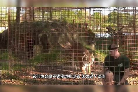 黑豹想从背后吓唬饲养员不料饲养员突然回头黑豹有些尴尬了 黑豹