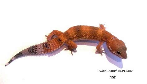 Эублефар морфы Танжерин Геккон Леопардовые гекконы Рептилии