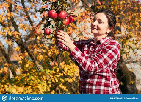 Woman Picking Ripe Apples On Farm Farmer Grabbing Apples From Tree In