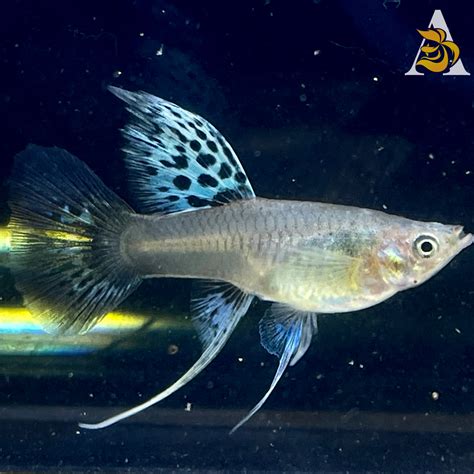 Danda Tropical Fish