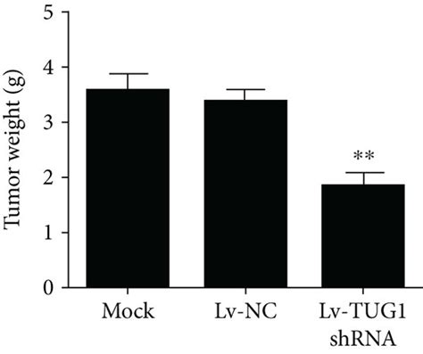 Tug1 Knockdown Suppresses Pancreatic Carcinoma Growth In Vivo A