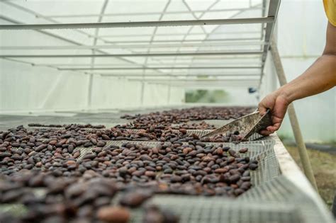 Conoce en 1 día la Ruta del Cacao en Tumaco Nariño
