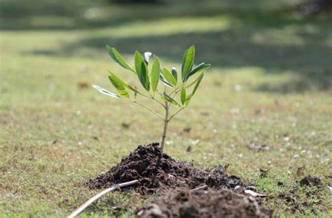 How To Get Rid Of Tree Saplings In Lawn Green Lawn Guide