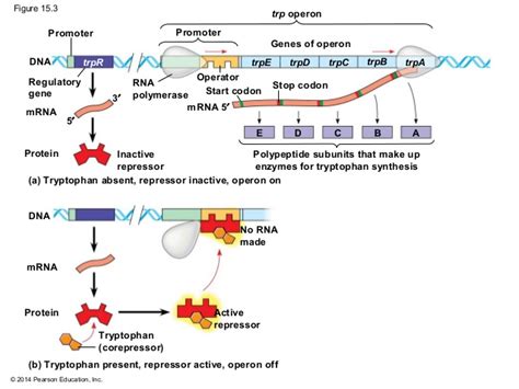 Tryptophan Operon