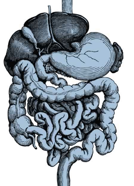 Gut Check Groups Align To Fight Gi Cancers Gi Cancers Alliance