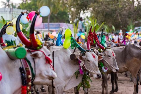 From Cow Painting To Boat Racing The 8 Best Festivals In South India