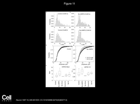 Recruitment Of New Sites Of Synaptic Transmission During The CAMP