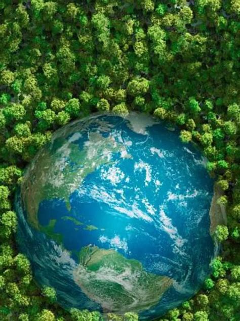 इस जगह को कहा जाता है धरती का फेफड़ा जानिए क्या है इसका कारण Times