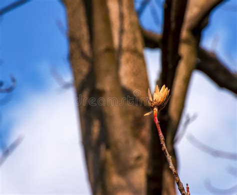 Tulip Tree Branches With Dry Flowers And Buds Against Blue Sky Latin