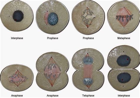 Polystat Statistical Shapes Analysis