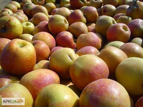 Купить ЯБЛОКИ Крым от производителя Белогорск — Apkua