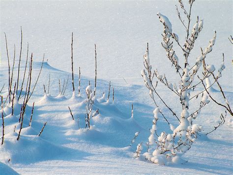 Image Categories: talvi - Vahvike