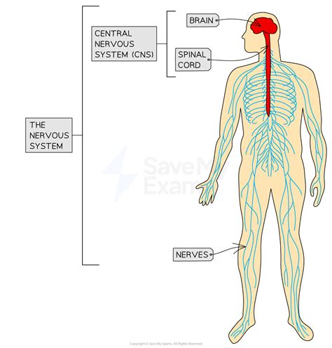 Nervous Hormonal Control Edexcel IGCSE Biology Revision Notes 2019