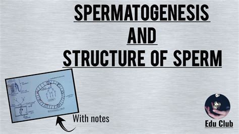 Spermatogenesis Blood Testes Barrier Hormonal Control Structure