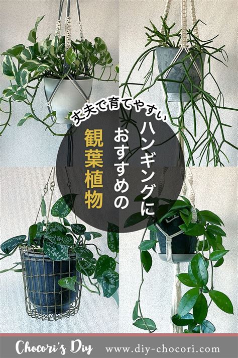 【おすすめ】丈夫で育てやすい！吊るして飾る観葉植物5選 観葉植物 植物 ライト ハンギングプラント