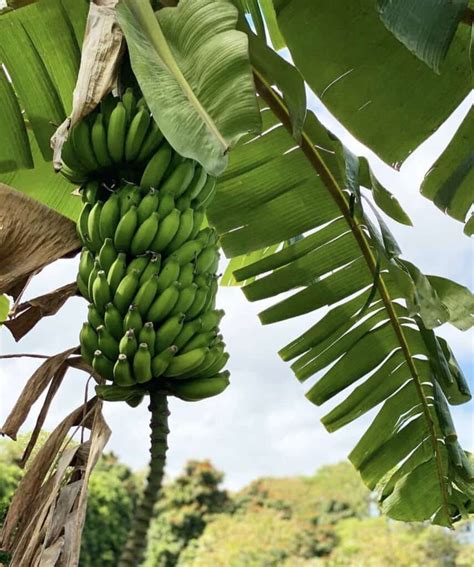 Mysore Banana Grow Guide Tropical Tree Guide