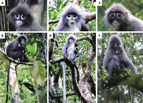 Photos Of Trachypithecus Phayrei A B Trachypithecus Popa Sp Nov