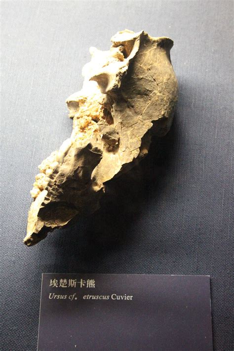Paleolithic Fauna Associated With Yunxian Man Hubei Provin Flickr