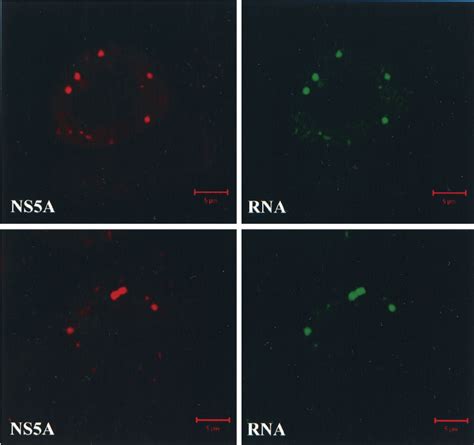 Hcv Rna Replication Is Insensitive To Protein Synthesis Inhibitors One Download Scientific