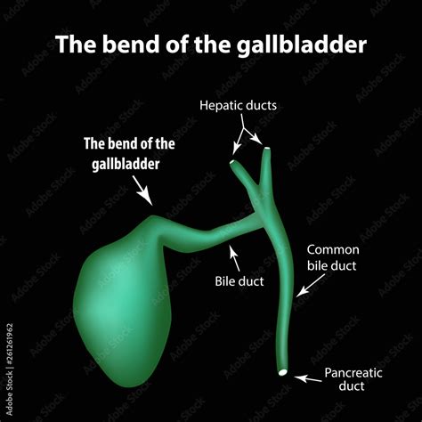 The Bend Of The Gallbladder Pathology Of The Gallbladder Cholecystitis The Structure Of The