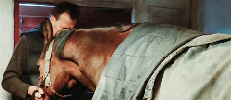 5 Gode Råd Til Frostvejret For Hesteejere Herfølge Hestepraksis