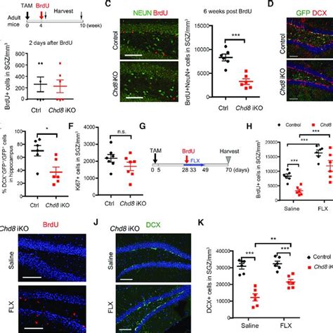 Chd8 Loss Induced Adult Hippocampal Neurogenesis Defects Rescued By