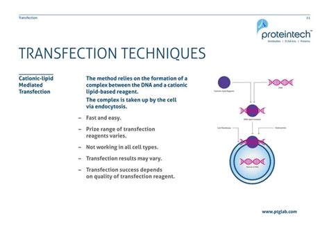Transfection Techniques Overview And Technical Tips Ppt