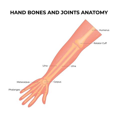 손 ⁇ 와 관절 해부학 Humerus Rotator Cuff Ulna Carpus Metacarpus Phalanges ⁇ 터