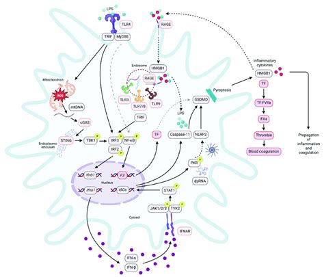 Type I Interferons As Drivers Of Blood Coagulation Activation Of