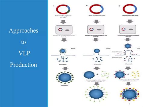 Virus Like Particle As Vaccines Pptx
