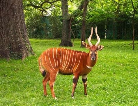 Gray Wolf Life Expectancy