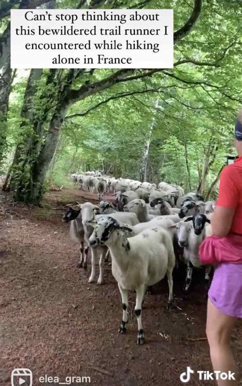 Trail Runner Bewildered When Flock Of Sheep Follows After Her