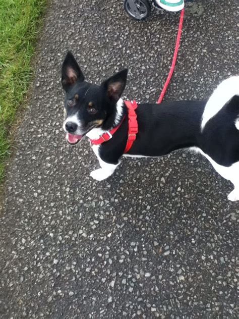 Meet Tiny The Cojack Corgi