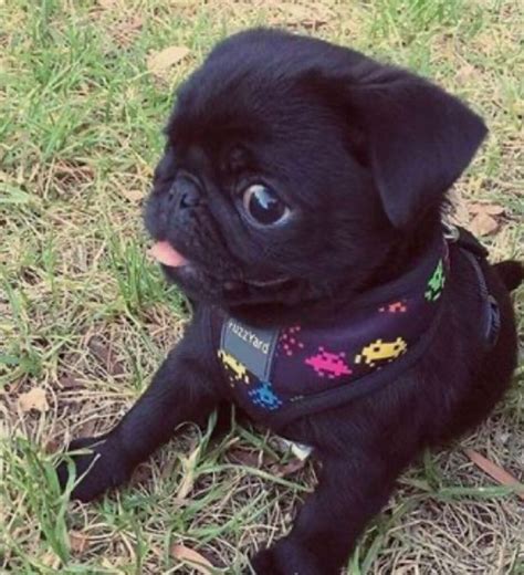 سگ پاگ دنیزپت ️ خرید سگ آپارتمانی ⭐️