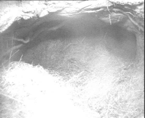 Bbc Devon In Pictures Badger Watch Webcam