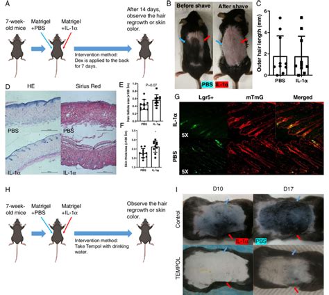 Dexamethasone And Tempol Reduced Il 1α Induced Effects In 7w Mice A