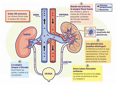 Nefrolog A Qu Son Los Ri Ones Y Qu Funciones Realizan