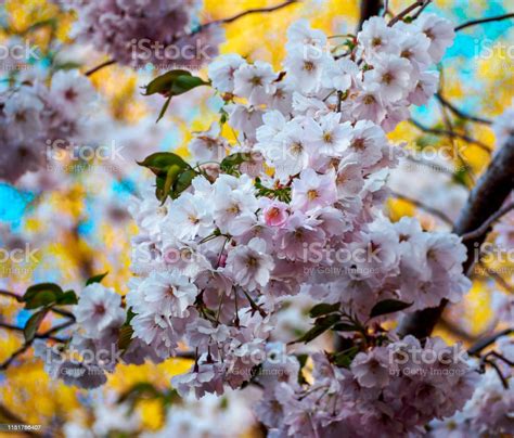 흐린 Bokeh 배경에 사쿠라 꽃을 닫습니다 벚꽃 지 부 블 룸 화창한 봄 날에 정원 소프트 포커스 매크로 꽃 사진 벽지 필드의