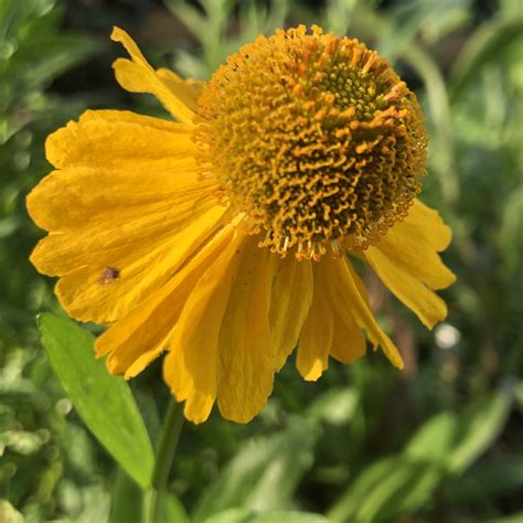 Helenium Pumilum ‘summer Gold Yellow House Heritage Perennials