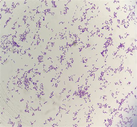 Dr Microbe