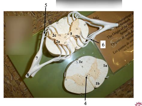 Spinal Cord Cross Section Diagram Quizlet