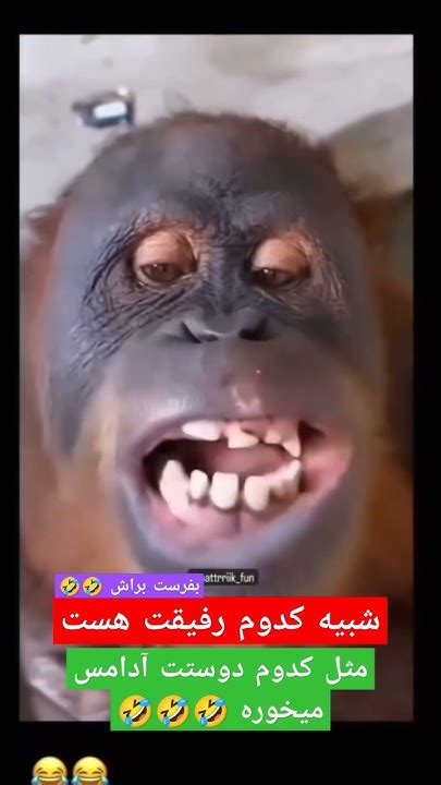 ایران تهران خنده طنز خندهدار سکانسبرتر گرگان میمون